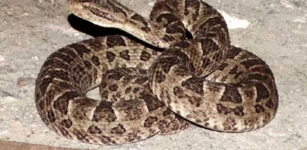 yarara archivos - Diario San Rafael