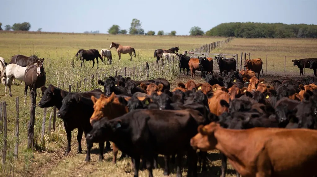 El peso promedio de las vacas para carne es el más alto de los últimos ...