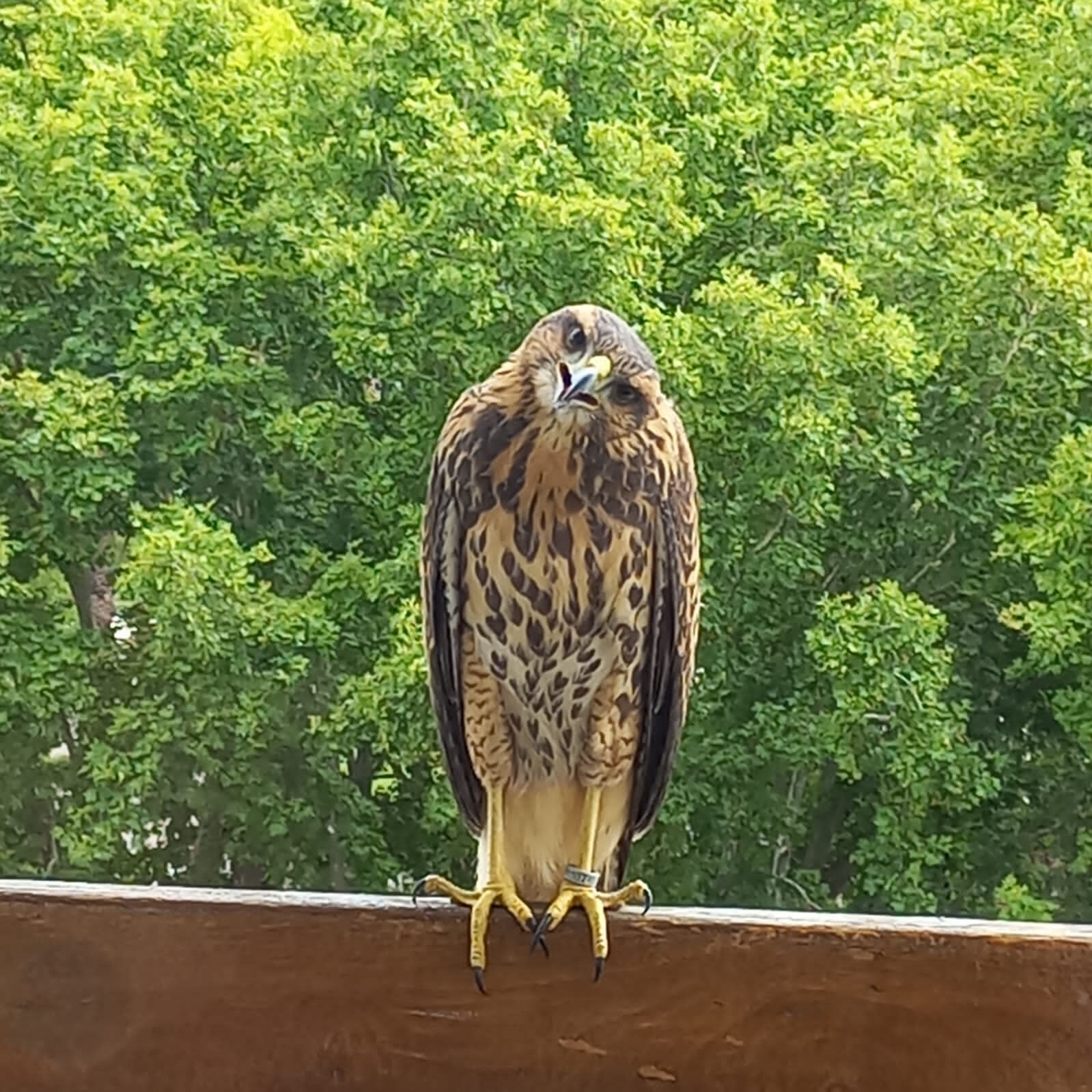 Gavilán mixto en el centro: “Son las controladoras biológicas naturales ...