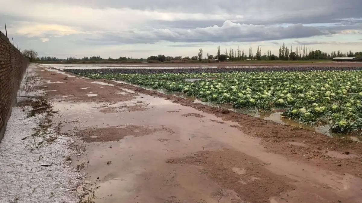 El desolador panorama que dejó la tormenta: 12 mil hectáreas afectadas ...