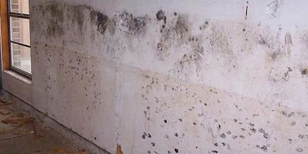 Las soluciones más efectivas para eliminar definitivamente el moho de ...