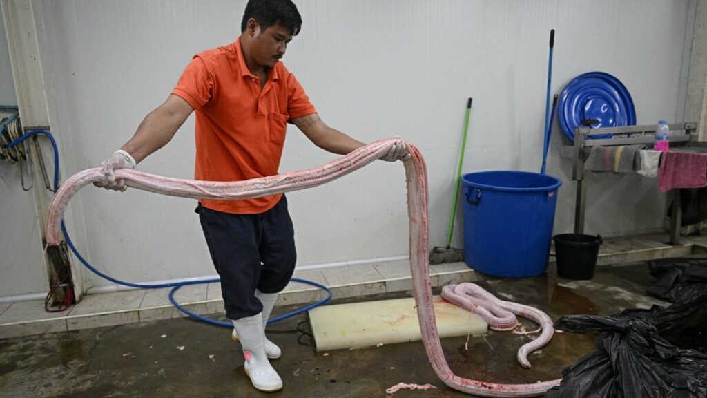Proponen la carne de serpiente como alternativa para una dieta rica en ...