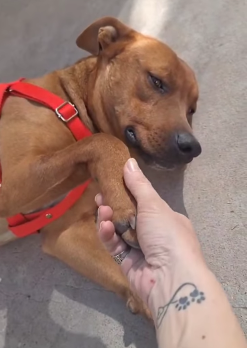 Tras casi un año de buscar a su mascota se reencontraron con él gracias ...