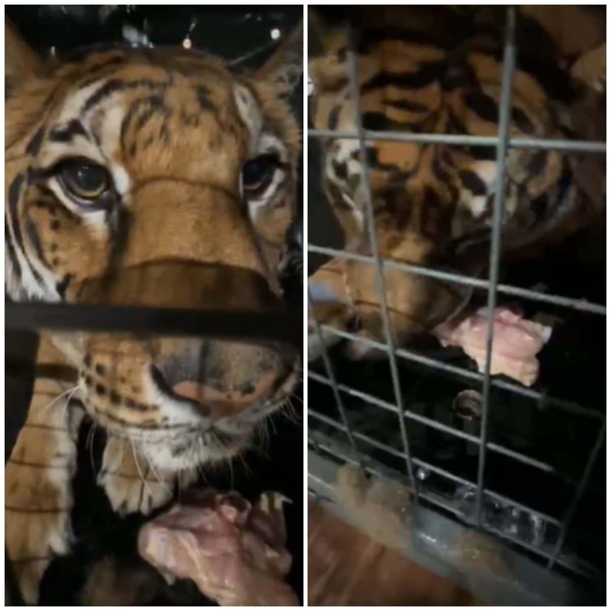 La tigresa Lucy ya está en Estados Unidos: su estado de salud tras el ...