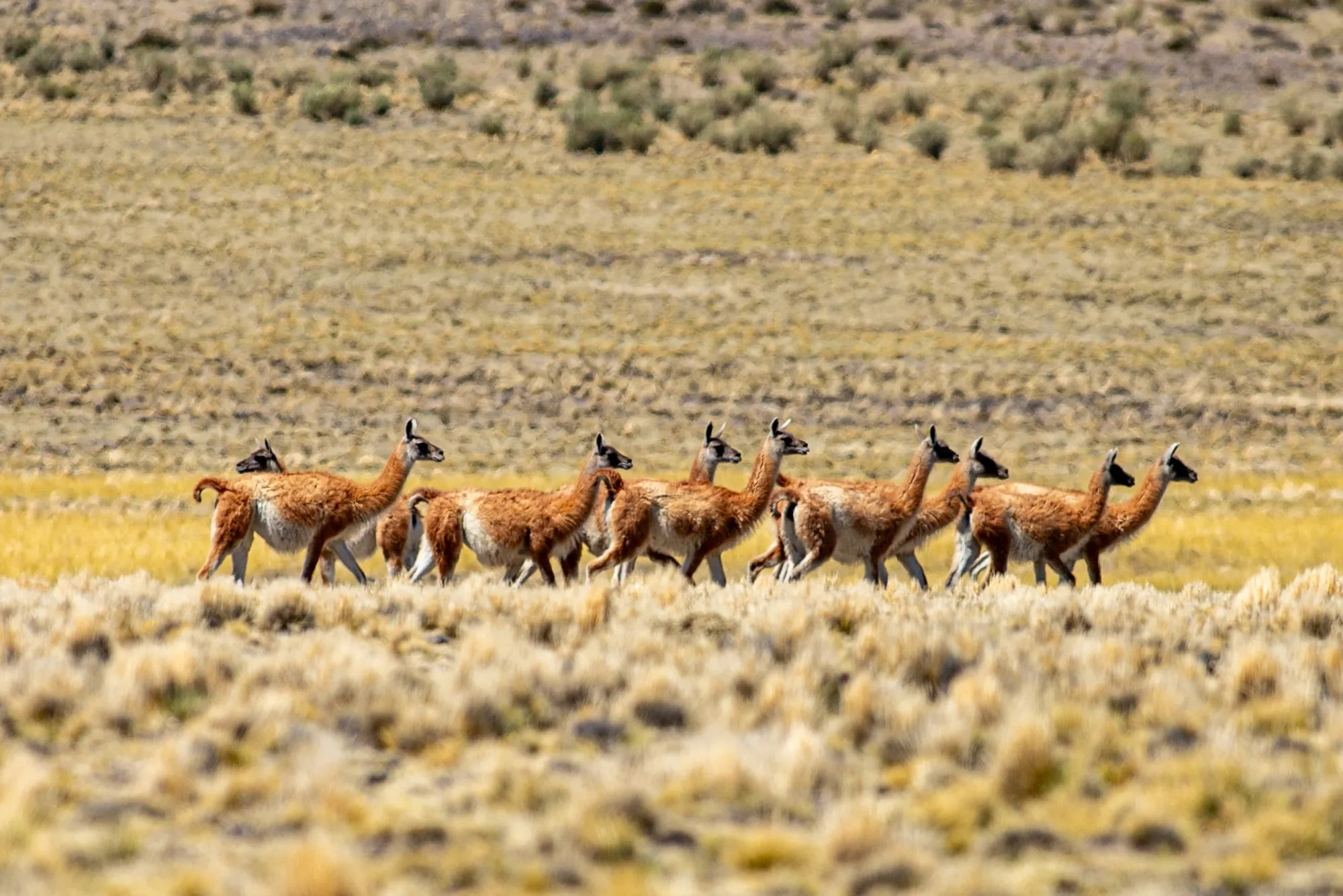 La Payunia en diez fotos: un santuario volcánico en busca de ser ...