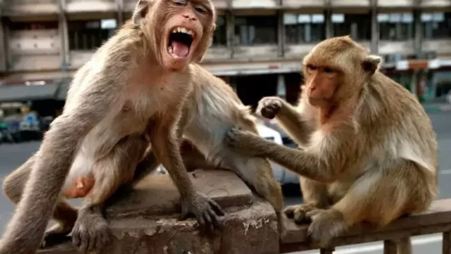 Una ciudad de Estados Unidos en alerta tras la fuga de 43 monos de un ...