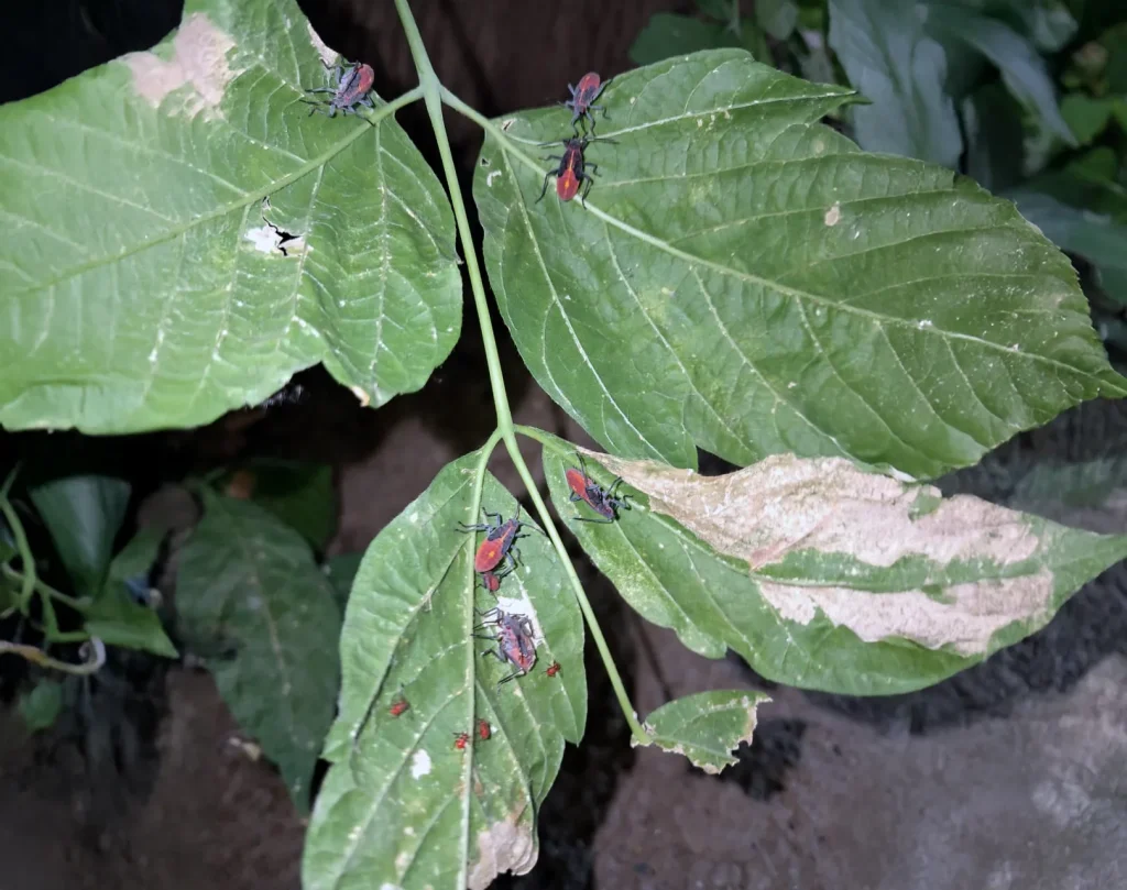 El insecto que llegó a Mendoza desde Chile y se transformó en una plaga ...