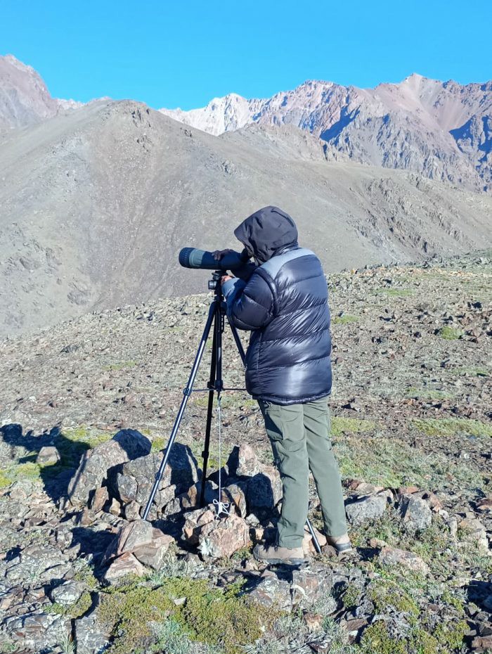 El monitoreo de cóndores andinos en Mendoza sigue arrojando datos ...