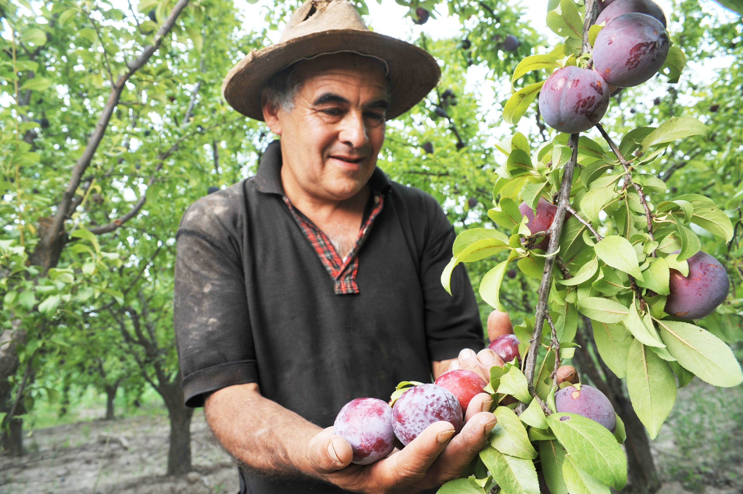Refuerza Mendoza: crean programa para asistir a unidades productivas ...