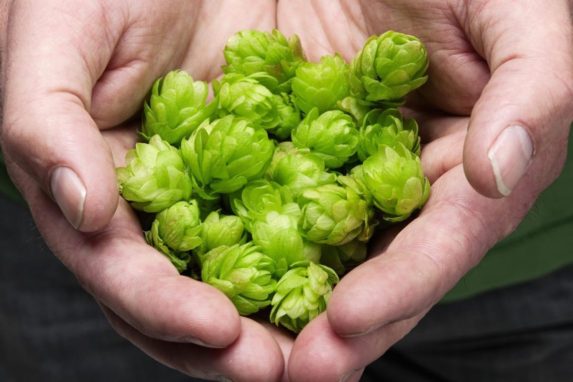 El cultivo de lúpulo aparece como alternativa para diversificar la ...