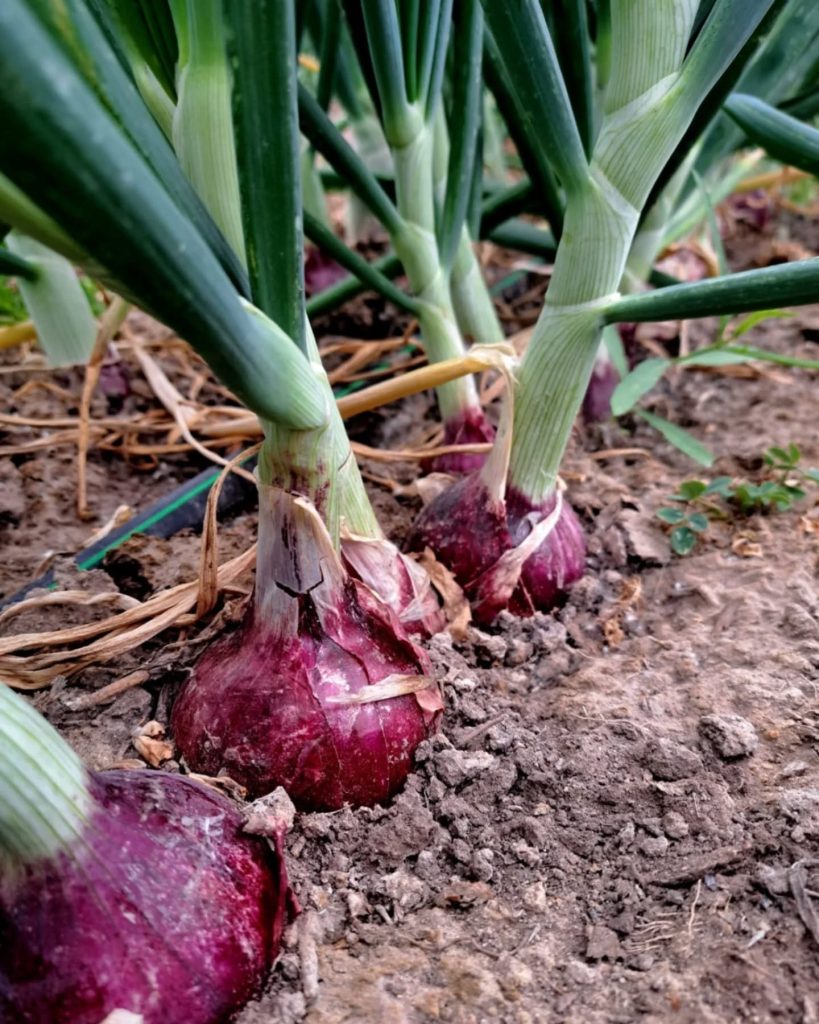 El INTA impulsa ensayos de cebolla en el Sur Mendocino para fortalecer ...