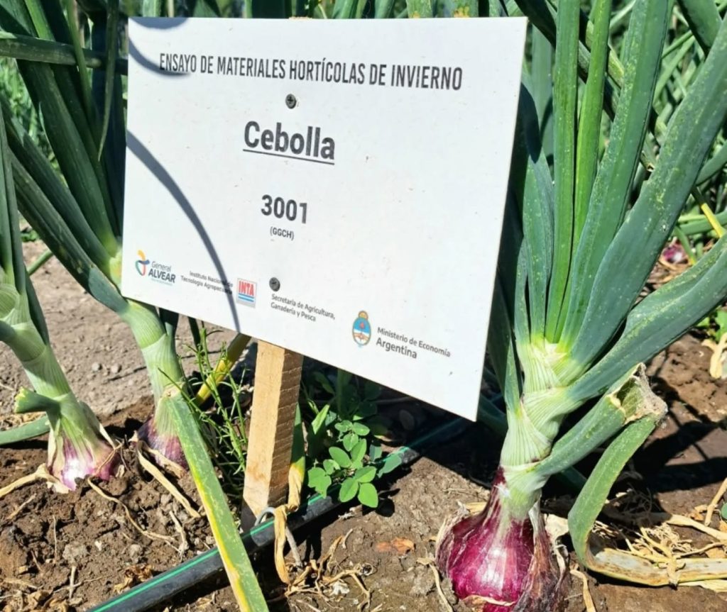 El INTA impulsa ensayos de cebolla en el Sur Mendocino para fortalecer ...