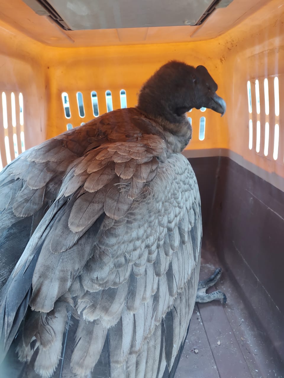 El aporte de la comunidad fue clave para rescatar al cóndor herido en ...