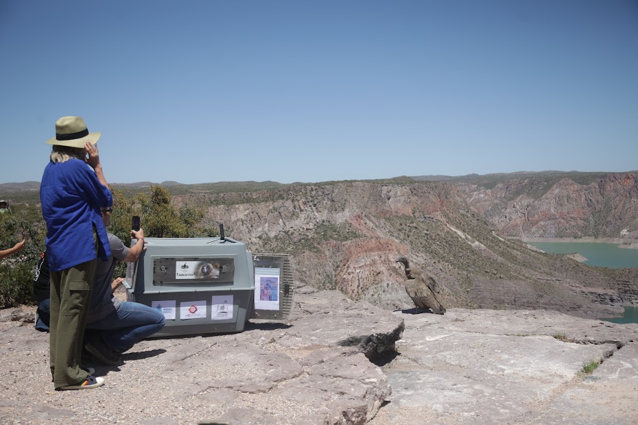 Liberaron un cóndor andino en Valle Grande tras un proceso de rescate y ...